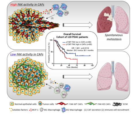 Role of fibroblastic focal adhesion kinase (fak) in pancreatic ...