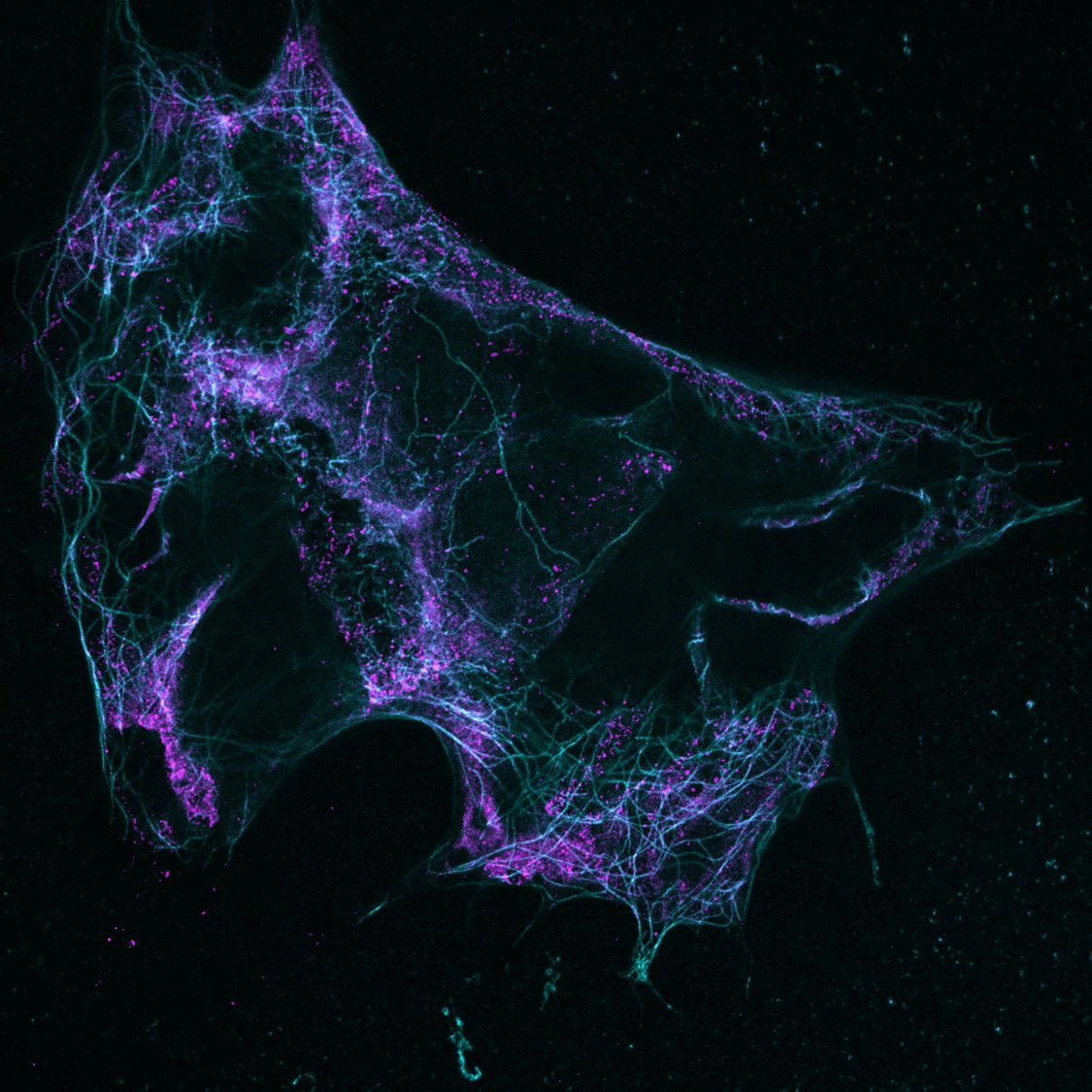 Toulouse Cancer Research Center