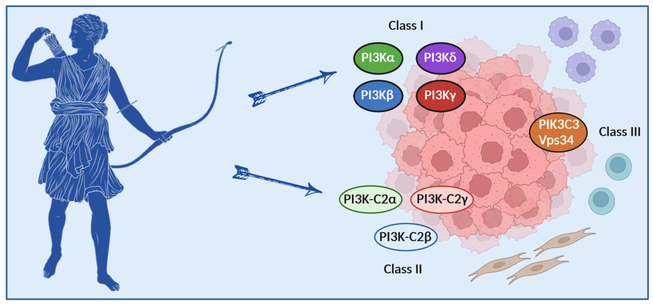 How to target PI3Ks 3 classes in cancer? - Toulouse Cancer Research Center